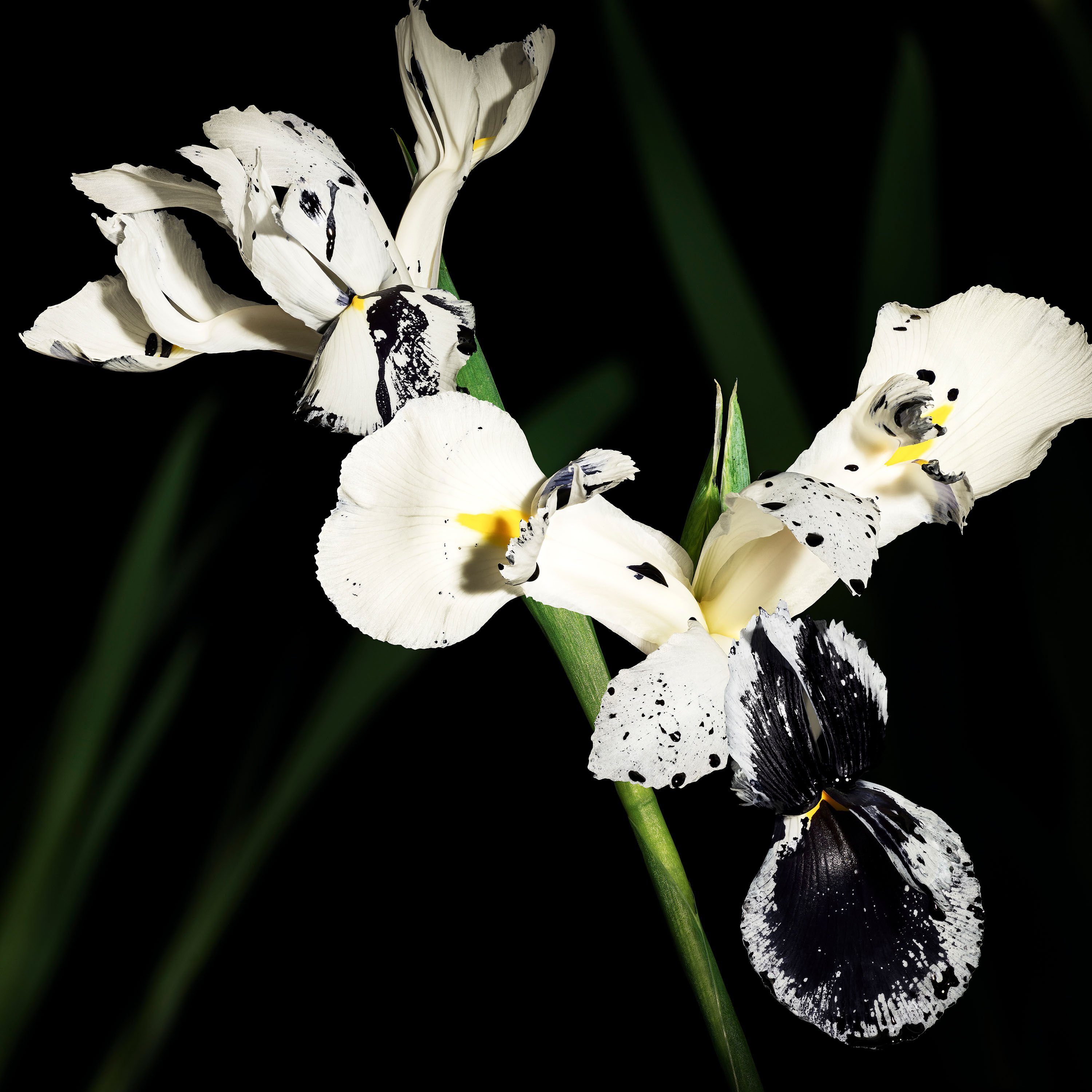 Muse Le Vestiarie Des Parfums Unisex Fragrance - YSL Beauty