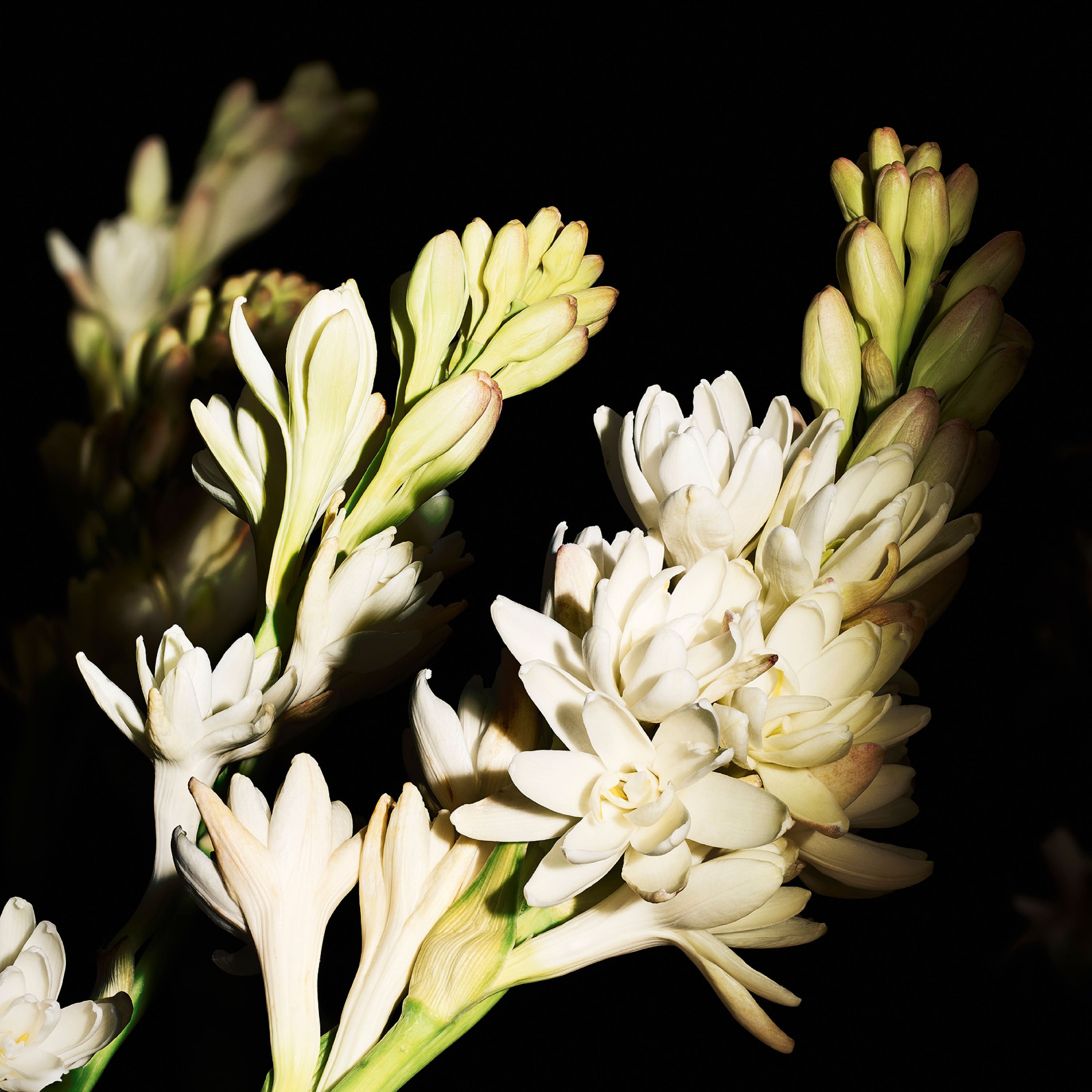 Gold Le Vestiaire Des Parfums Unisex Fragrance - YSL Beauty